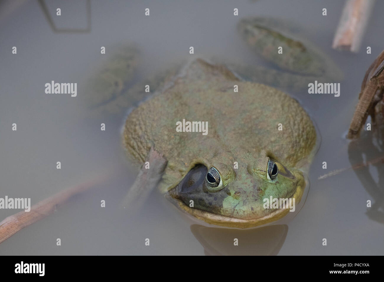 American Bullfrog, (Lithobates catesbeianus), Bosque del Apache ...