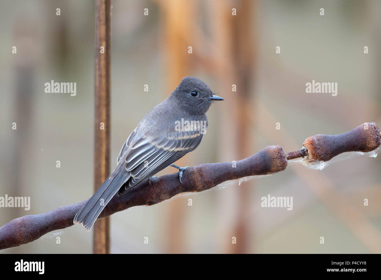 Black Phoebe, (Sayornis nigricans), Bosque del Apache National Wildlife ...