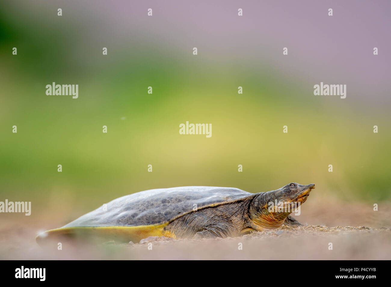 Texas Spiny Softshell, Apolone spinifera emoryi), Bosque del Apache ...