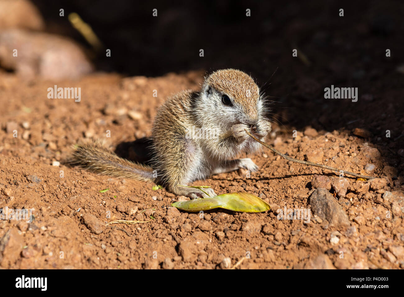 Young Round-tailed ground squirrel (xerospemuphilus tereticaudus ...