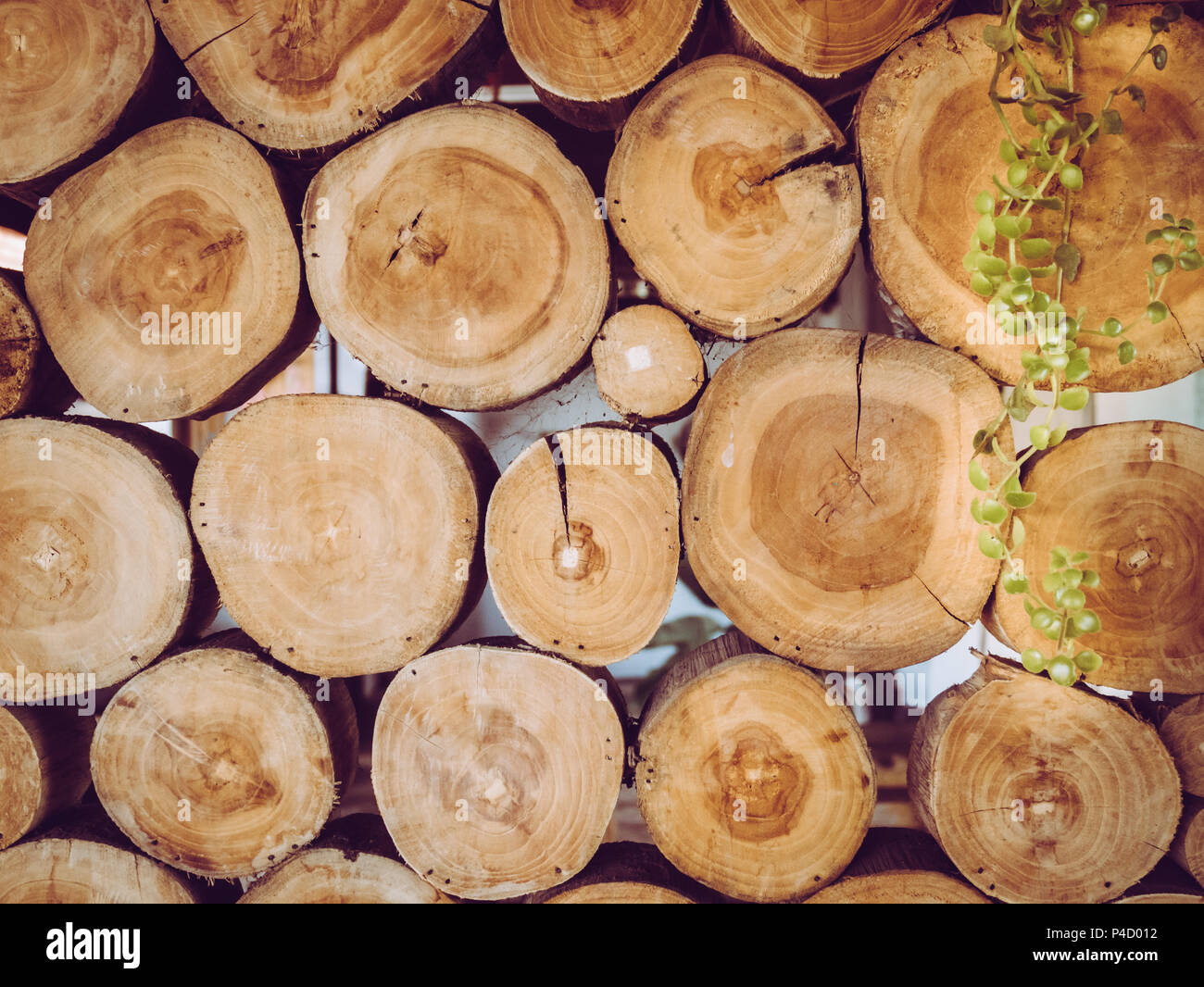 Stacked wood pine timber for construction building background Stock ...