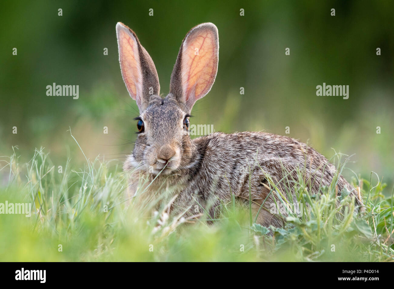 Desert Cottontail, (Sylvilagus audubonii), Bosque del Apache National ...