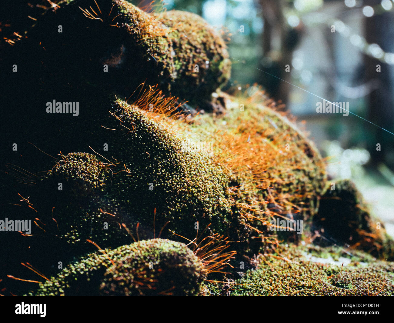 Moss growing attached on rock in the sunlight Stock Photo - Alamy