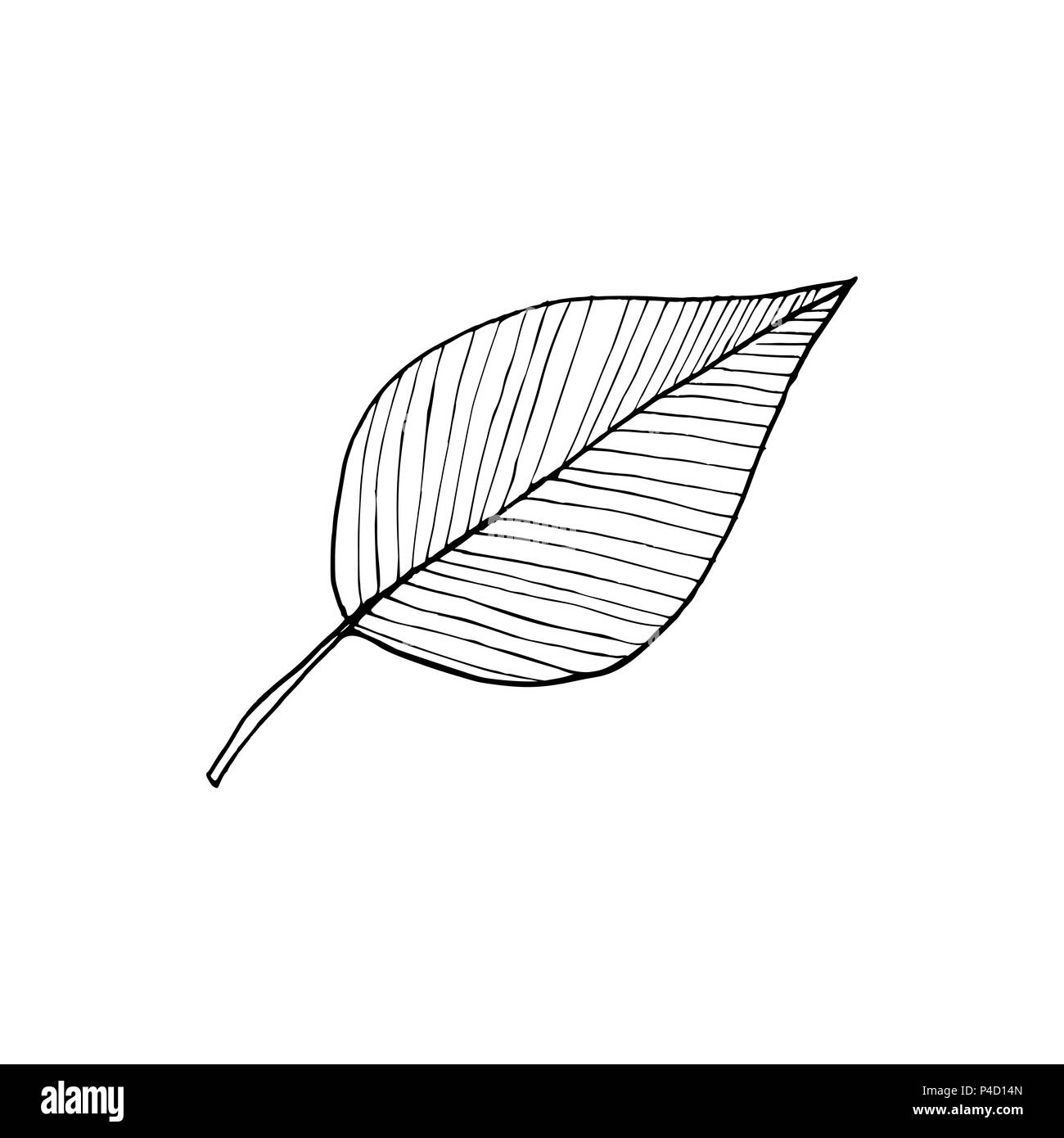 Leaf icon isolated Stock Vector Image & Art - Alamy