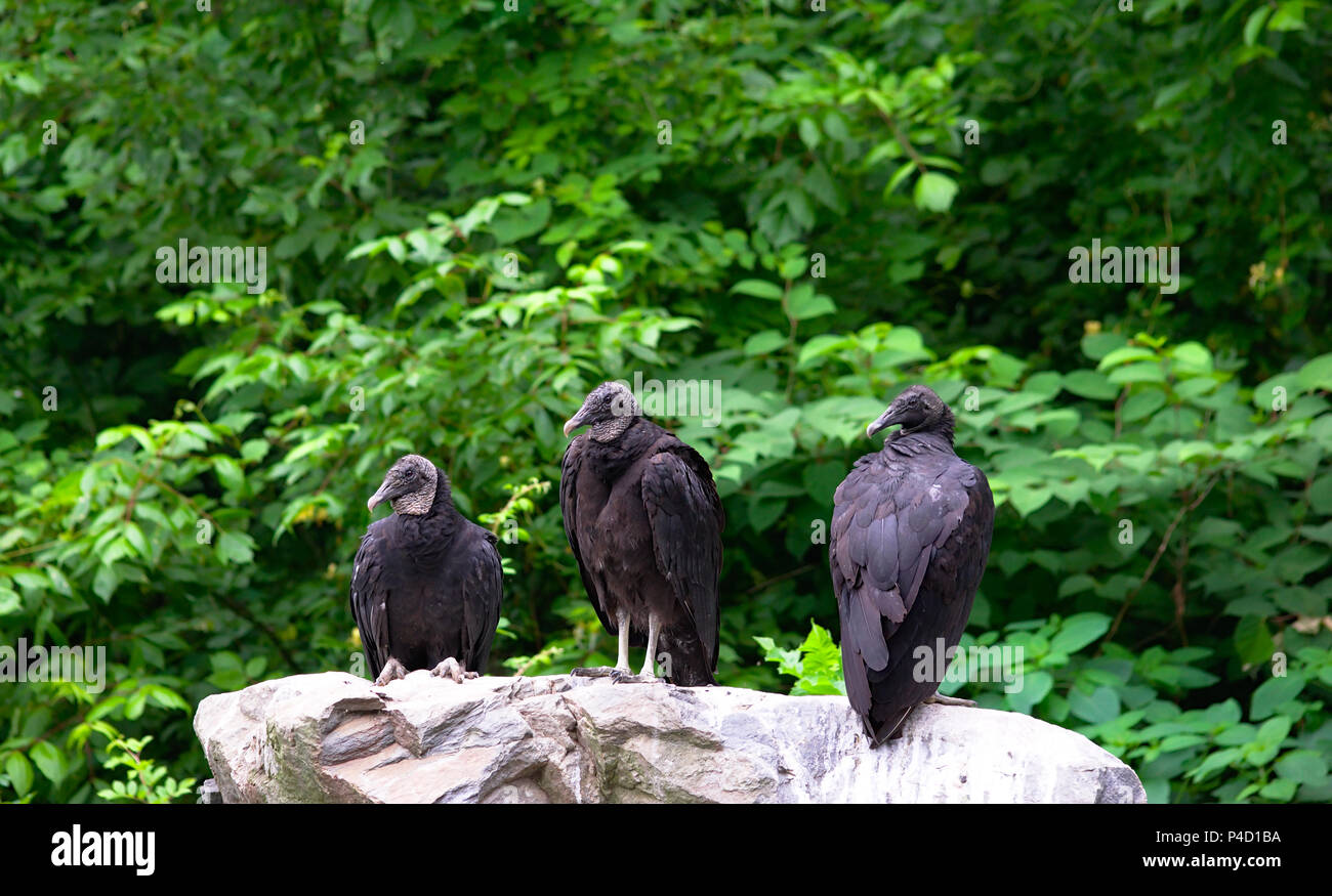 Black vultures perched on tree hi-res stock photography and images - Alamy