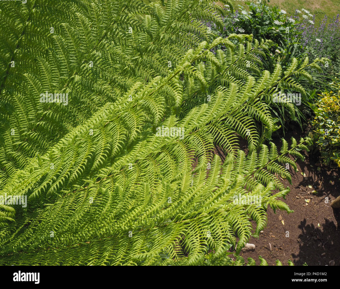 green fern (Leptosporangiate ferns) plant leaves background Stock Photo ...