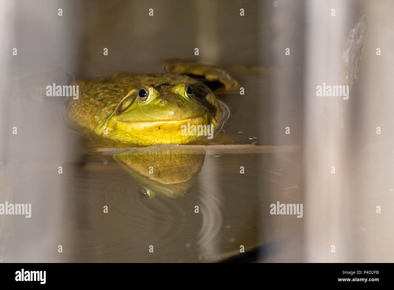 American Bullfrog, (Lithobates catesbeianus), Bosque del Apache ...