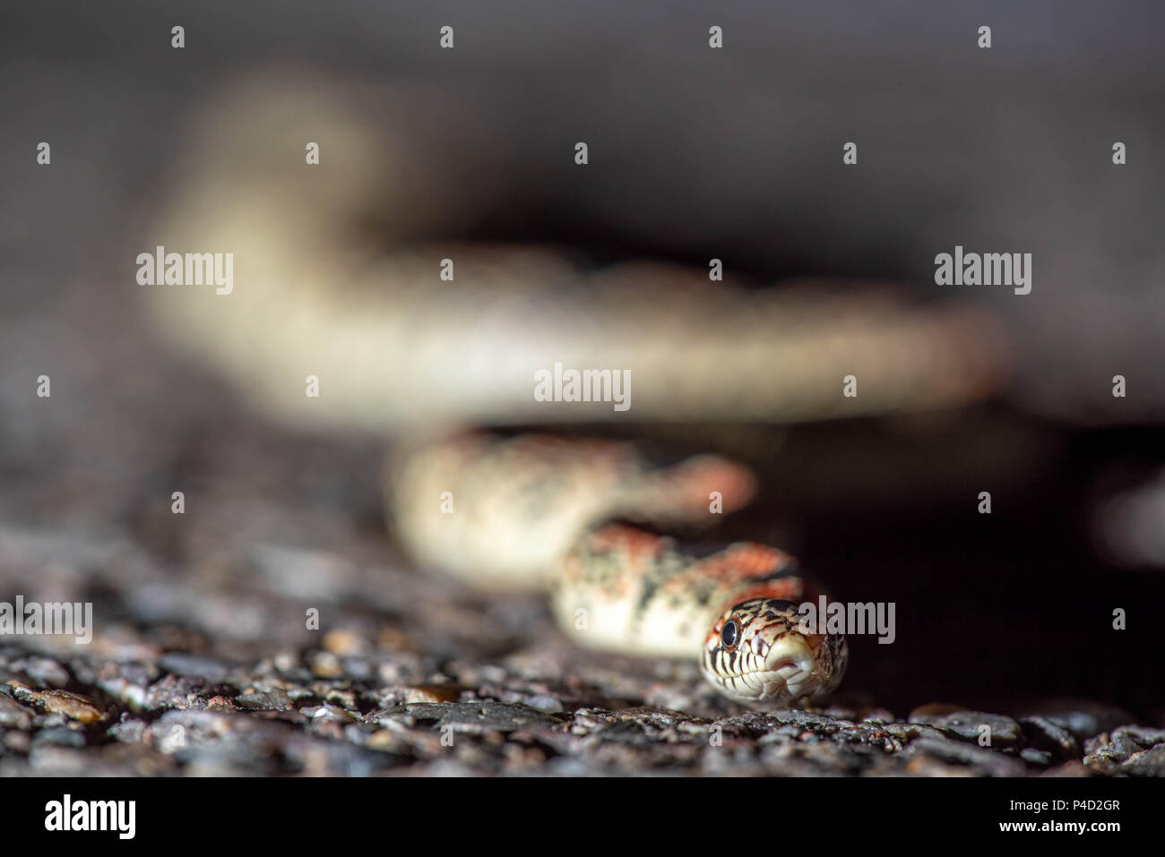 Long-nosed Snake, (Rhinocheilus lecontei), Valencia co., New Mexico ...