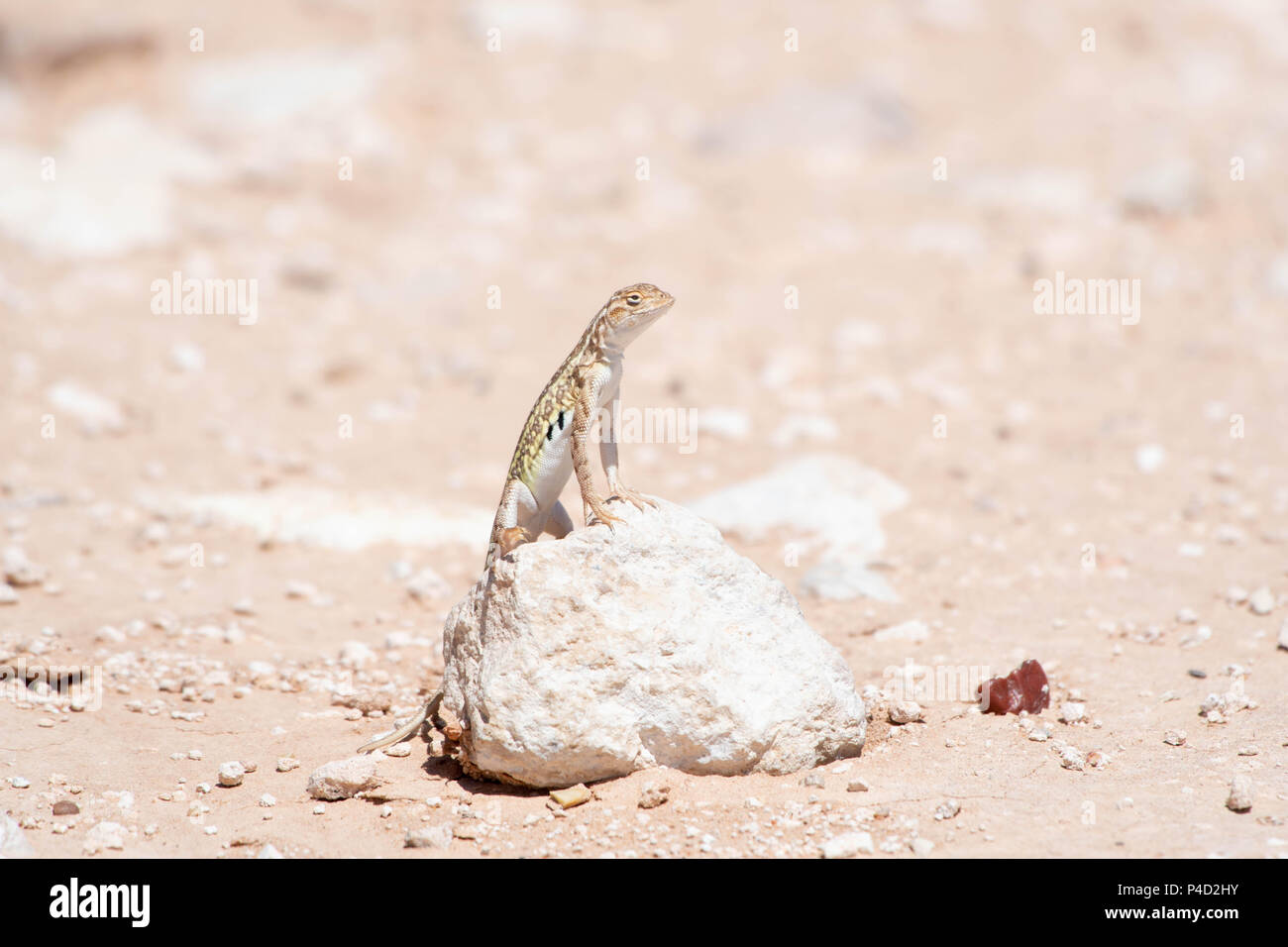Great Plains Earless Lizard, (Holbrookia maculata maculata), Mescalero ...