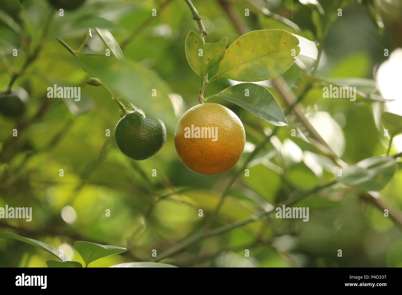 Lanka orange hi-res stock photography and images - Alamy