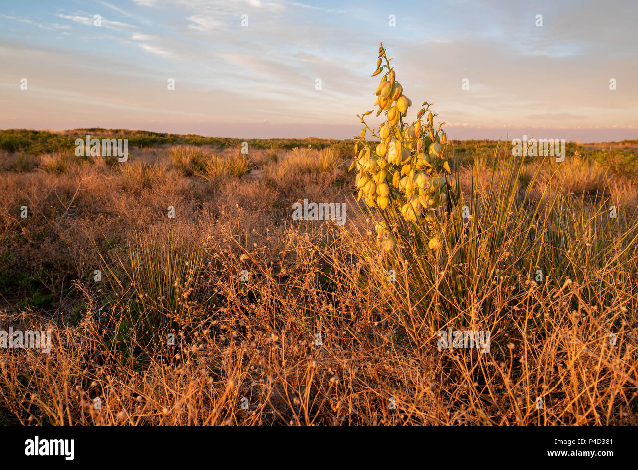Soapweed Yucca High Resolution Stock Photography and Images - Alamy