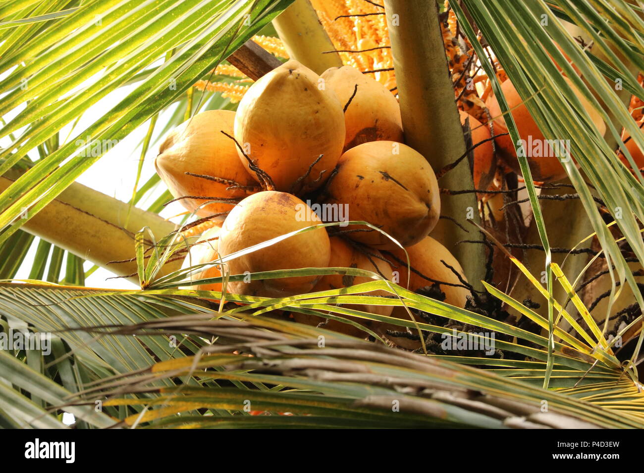 King coconut hi-res stock photography and images - Alamy