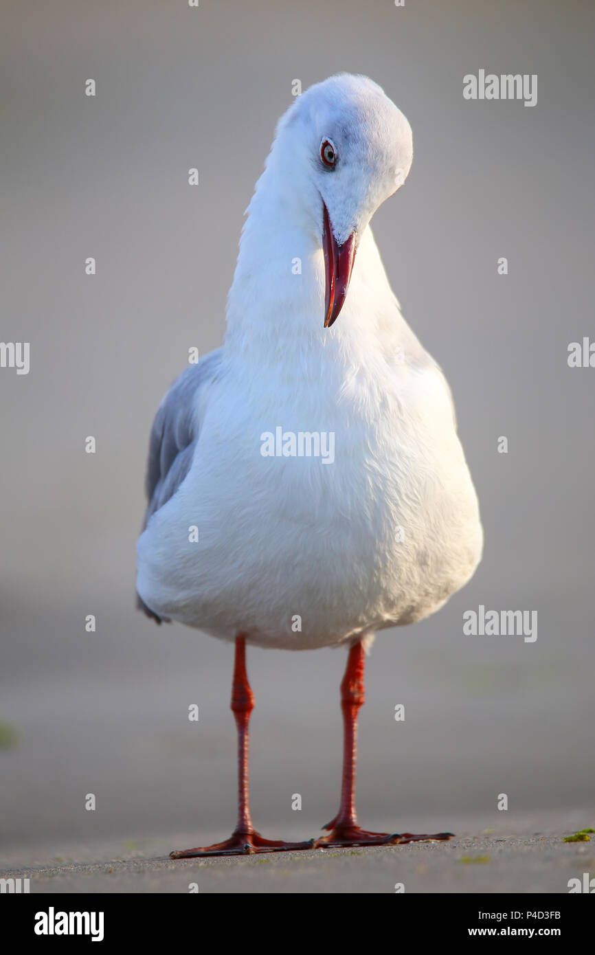 Grey-headed Gull (Chroicocephalus cirrocephalus) on a beach in Paracas ...