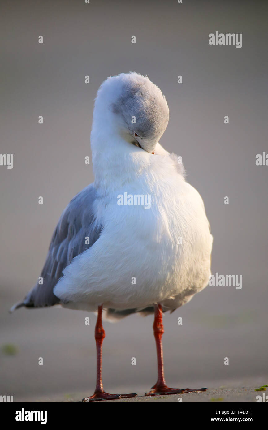 Grey-headed Gull (Chroicocephalus cirrocephalus) on a beach in Paracas ...