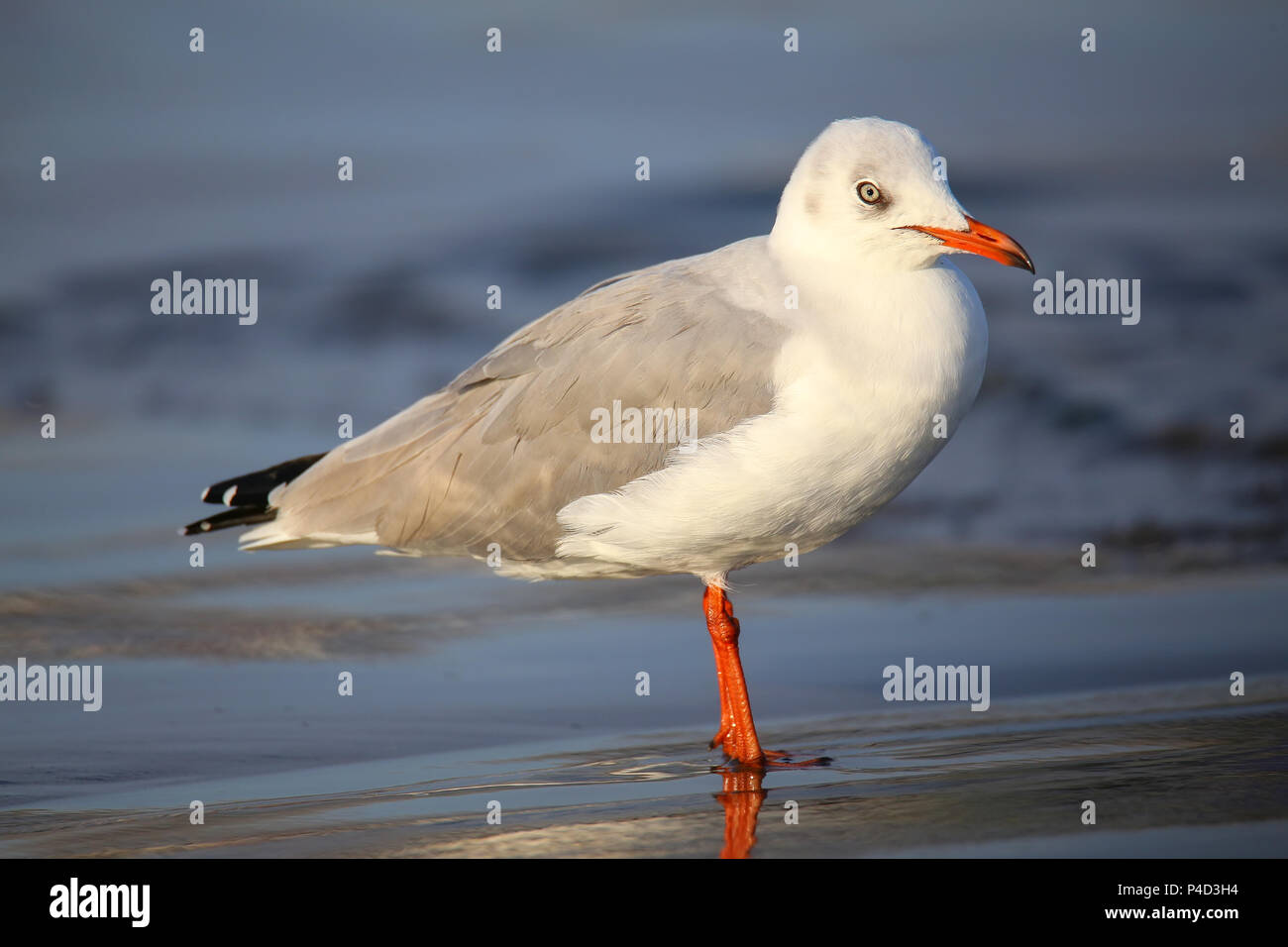 Grey-headed Gull (Chroicocephalus cirrocephalus) on a beach in Paracas ...