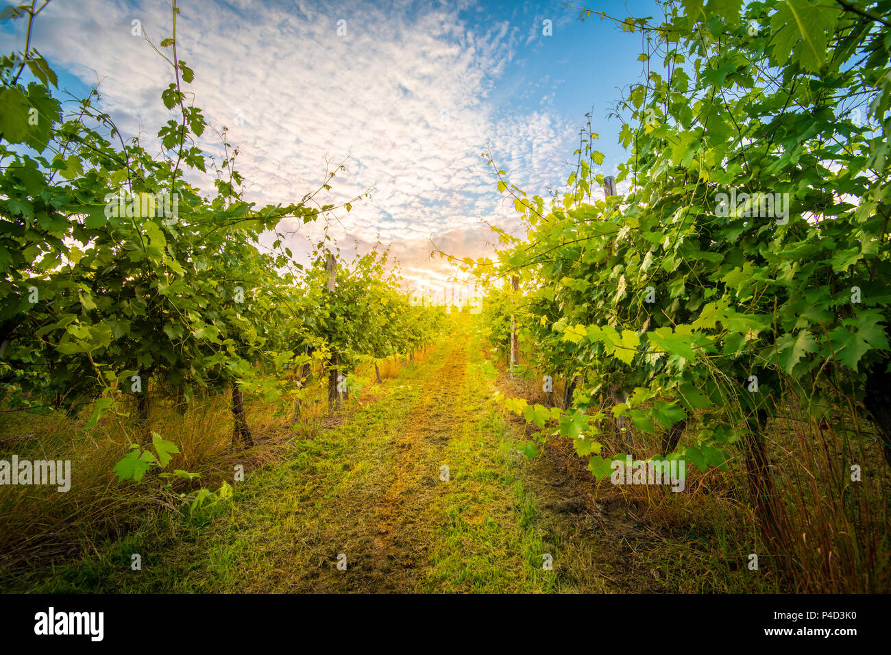 Sunrise in the vineyard, sun rising behind clouds and shining between ...