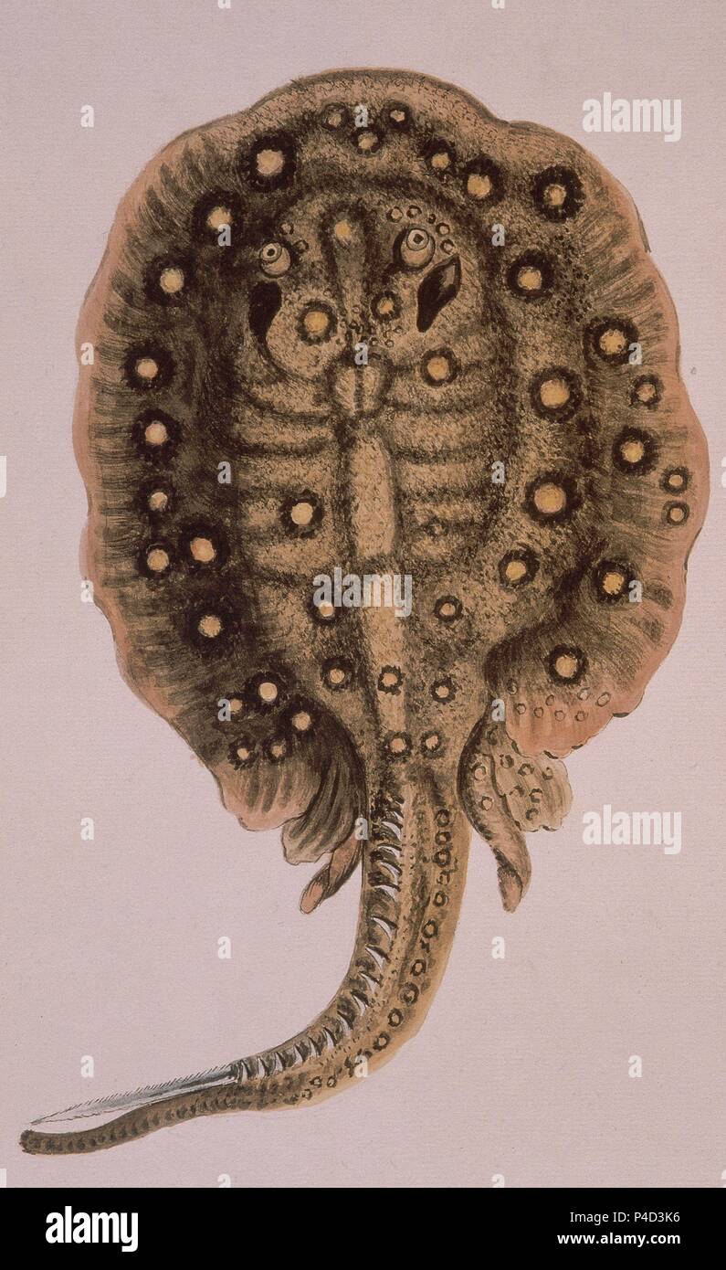 GRABADO-RAYA DE RIO-MAMORE-PERU Stock Photo - Alamy