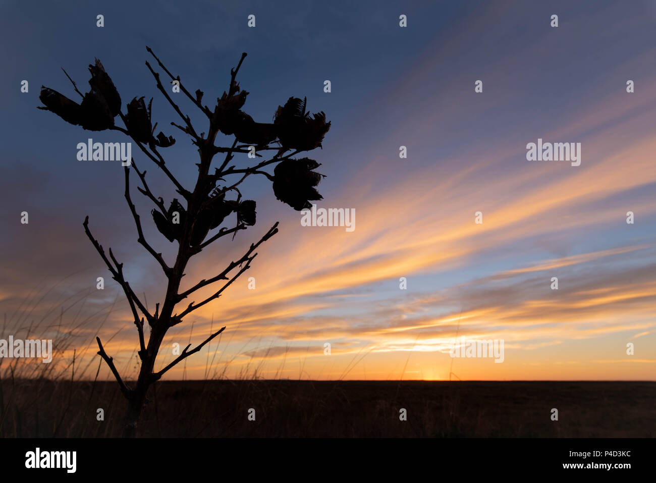 Dried flower stalk of Soapweed Yucca, (Yucca glauca), Mescalero Sands ...