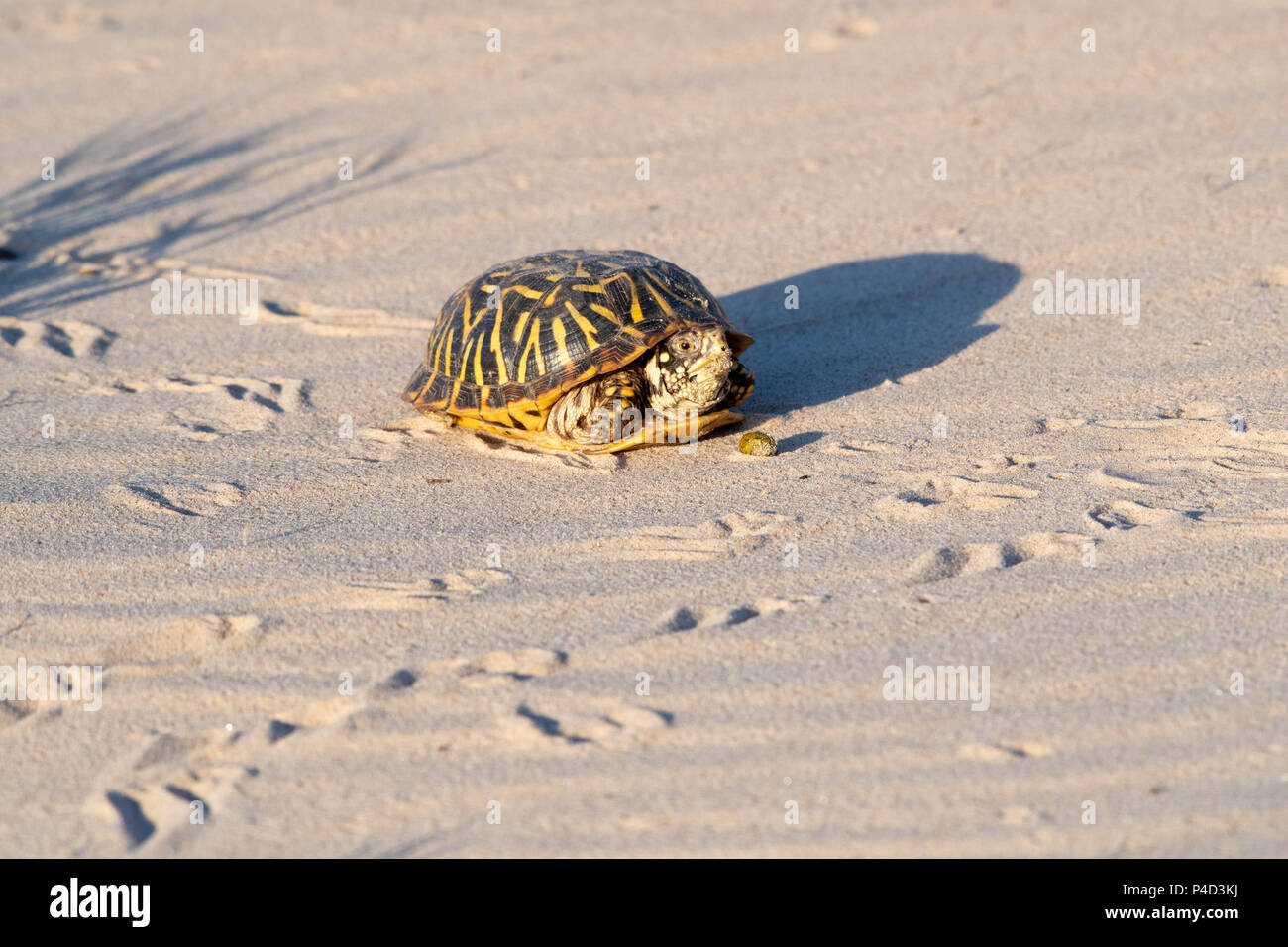 Ornate box turtles hi-res stock photography and images - Alamy