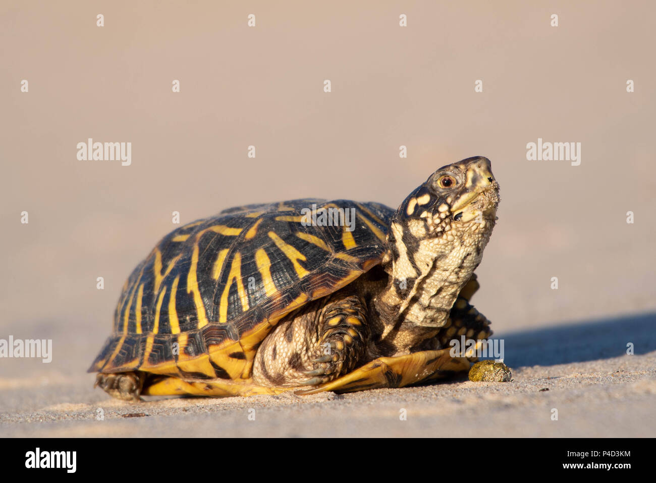 Plains Box Turtle, (Terrapene ornate ornate), Mescalero Sands, Chaves ...