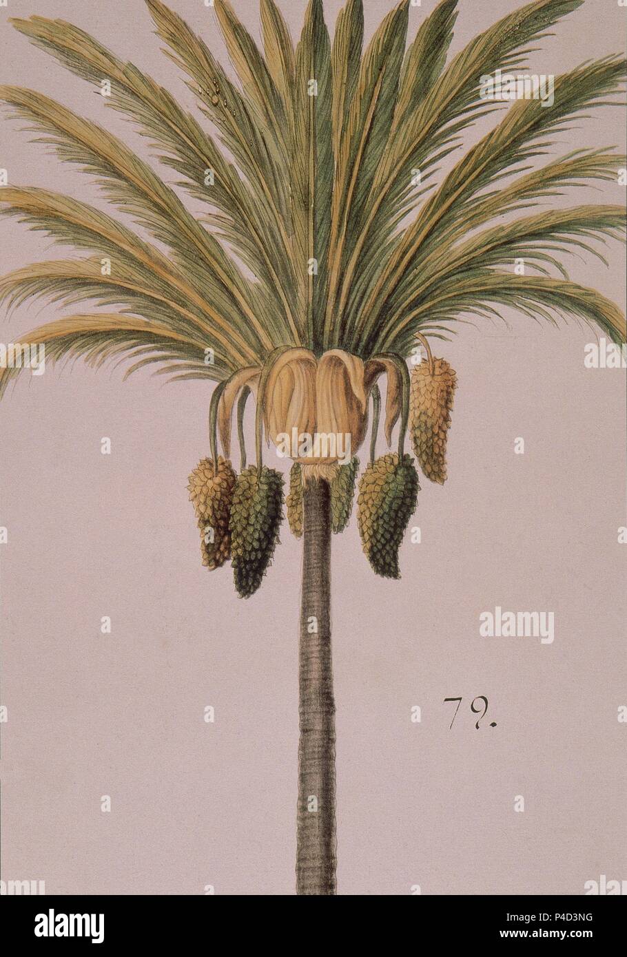 GRABADO-PALMERA LLAMADA MOTACU-PERU Stock Photo - Alamy