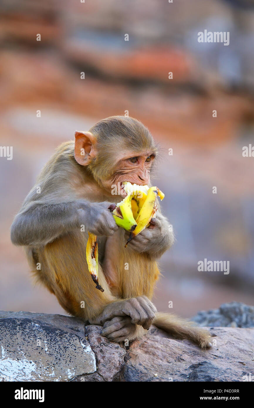 Monkeys eating banana hi-res stock photography and images - Alamy