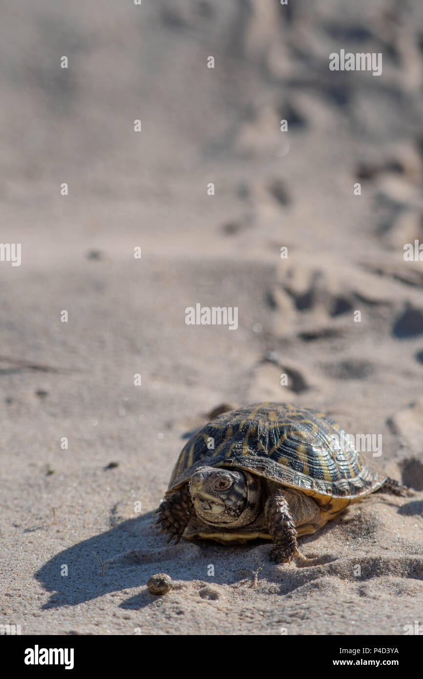 Plains Box Turtle, (Terrapene ornate ornate), Mescalero Sands, Chaves ...