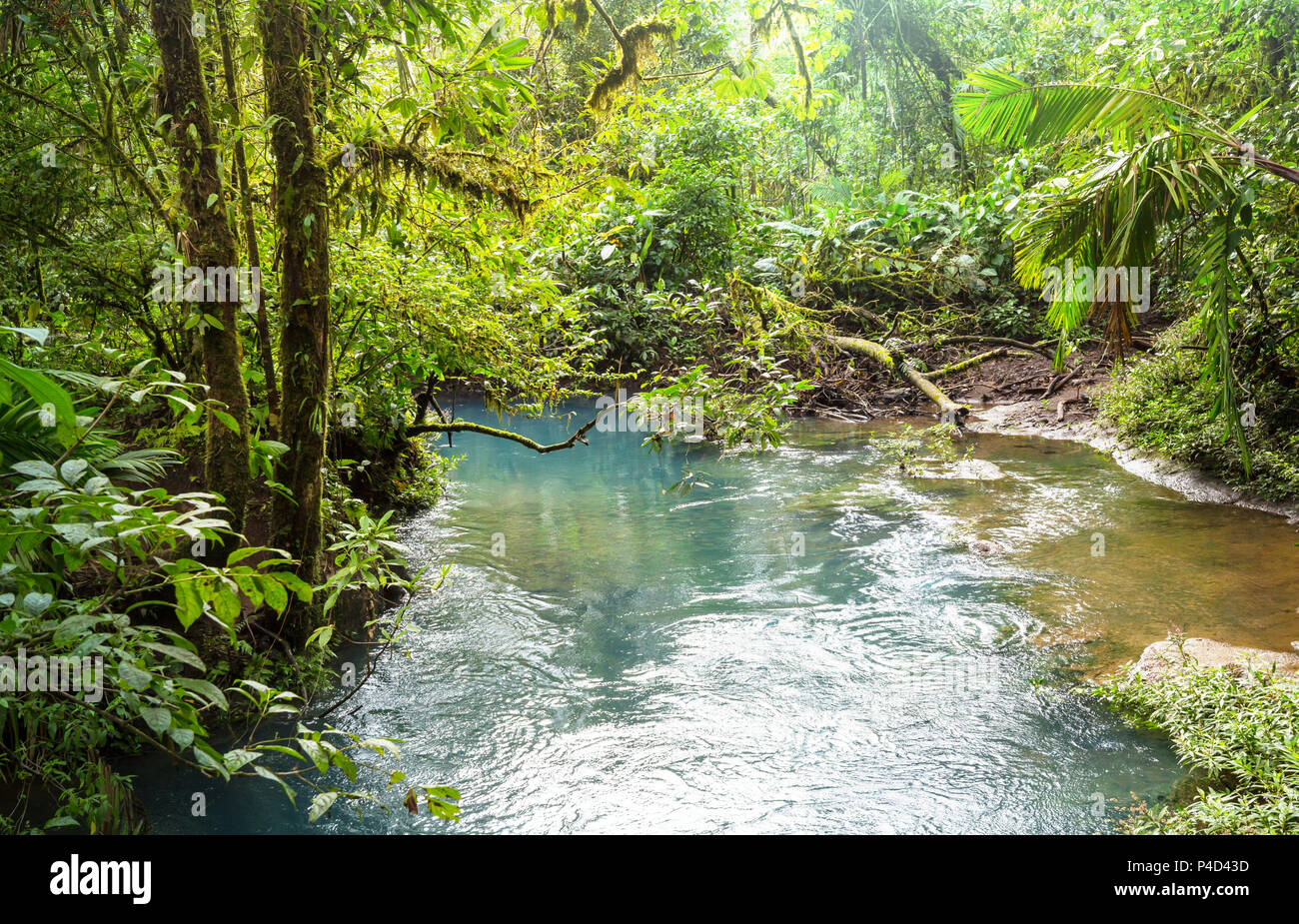 Beautiful stream water flowing down in rain forest. Costa Rica, Central ...