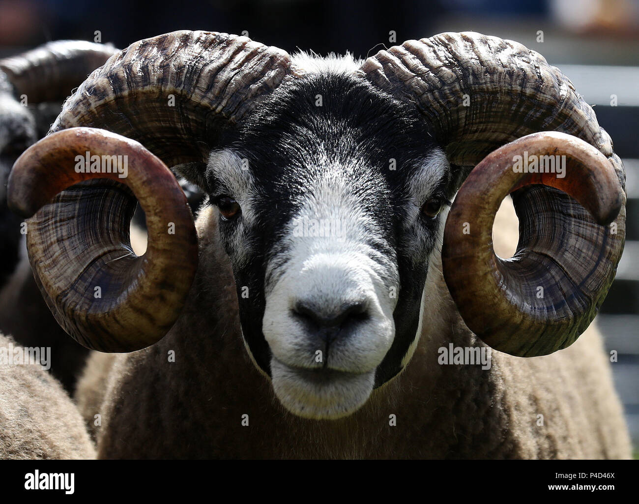 Show ram hi-res stock photography and images - Alamy