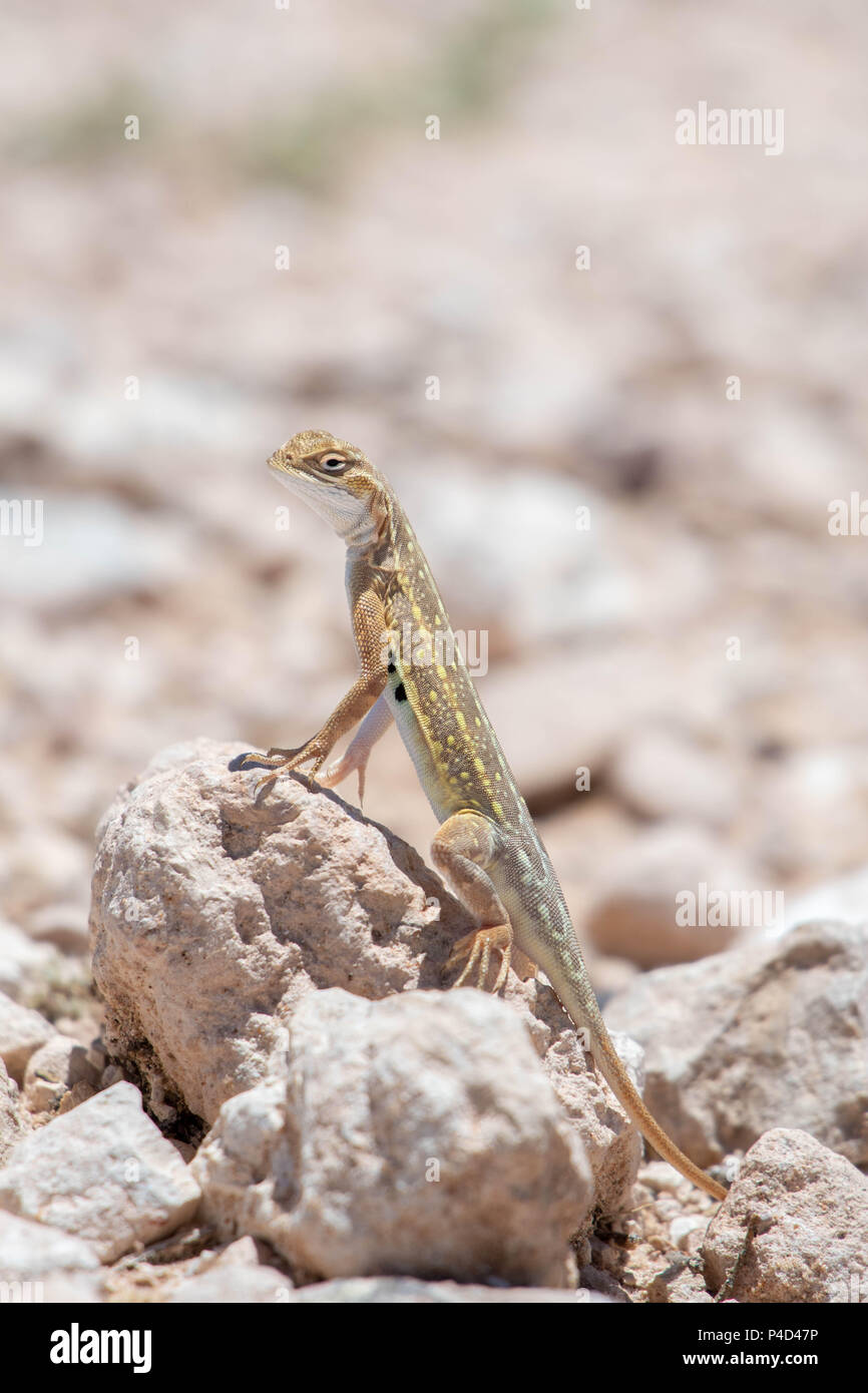 Great plains earless lizard hi-res stock photography and images - Alamy