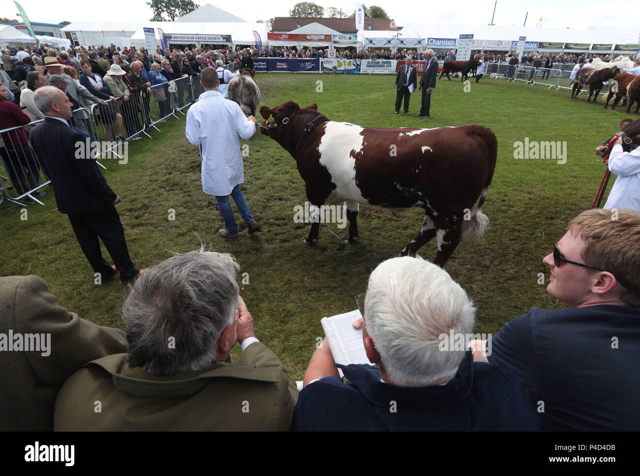 Shorthorn cattle hi-res stock photography and images - Alamy