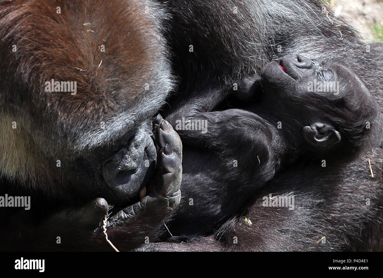 Howlett's gorilla hi-res stock photography and images - Alamy