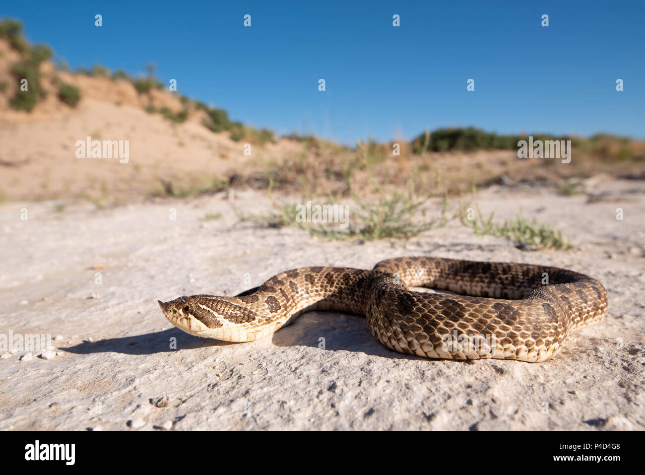 Plains Hog-nosed Snake, (Heterodon nasicus nasicus), Mescalero Sands ...