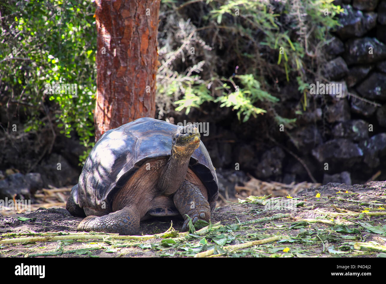 Galapagos giant tortoise at Charles Darwin Research Station on Santa ...
