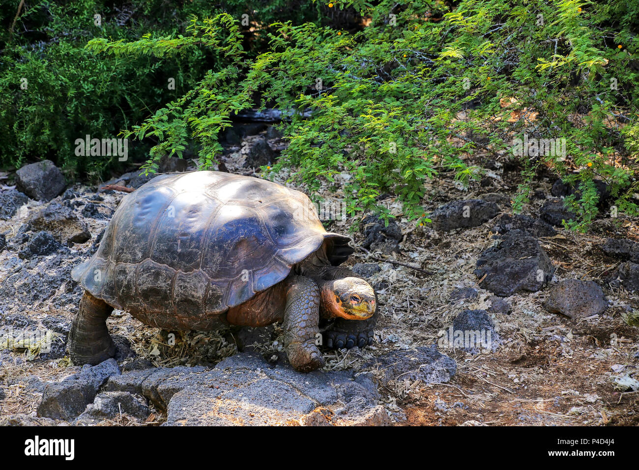 Galapagos giant tortoise at Charles Darwin Research Station on Santa ...