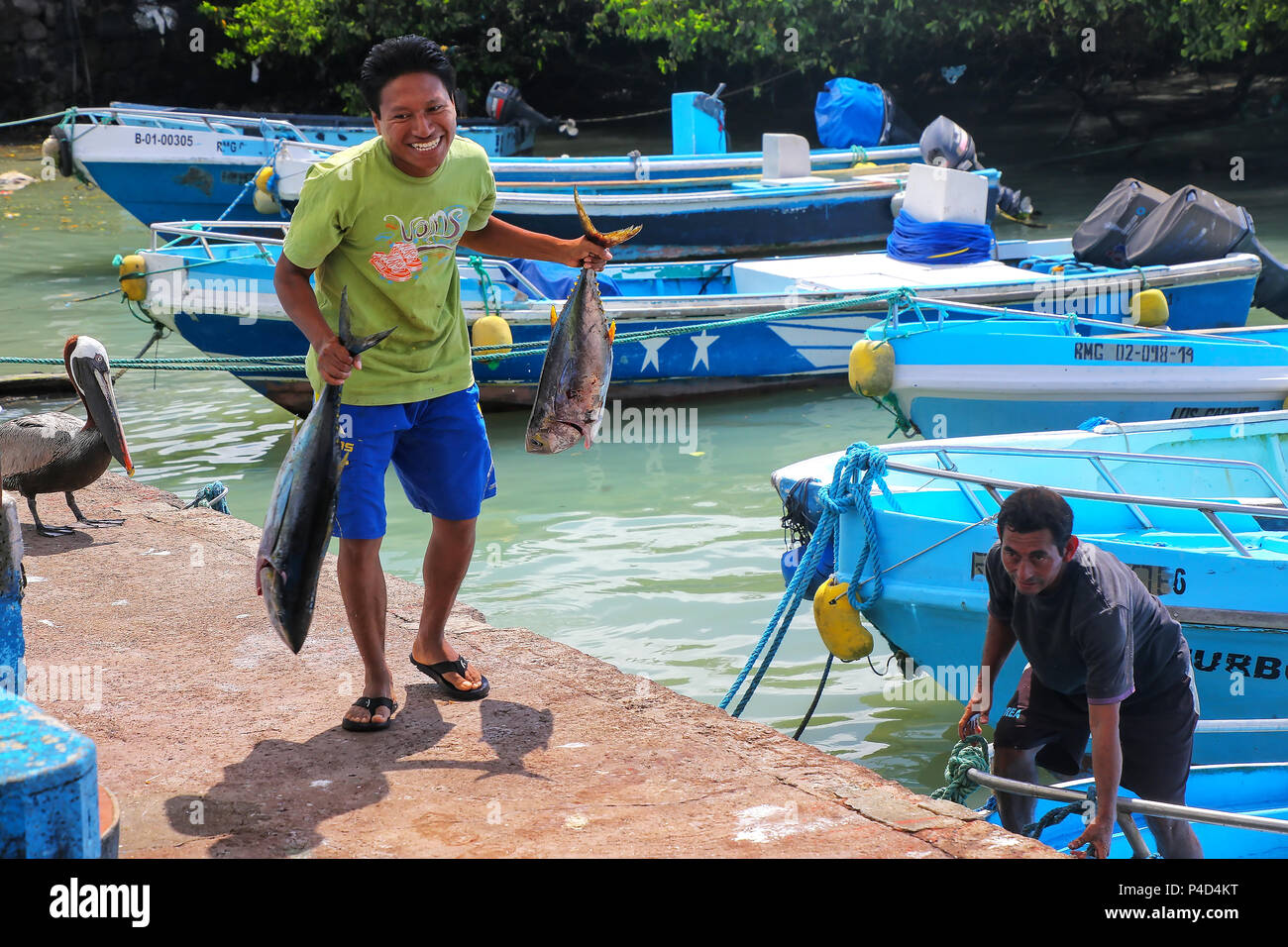 Local man unloading tuna at the fish market at Puerto Ayora, Santa Cruz ...
