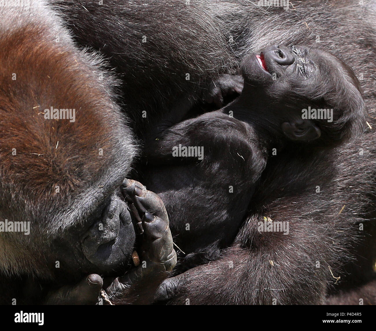 A four week old baby gorilla is cradled by its mother Tamba as it makes ...