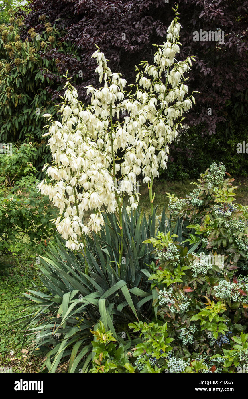 My Garden flowers in May 2018. (Yucca filamentosa, Pelargonium, Mahonia ...