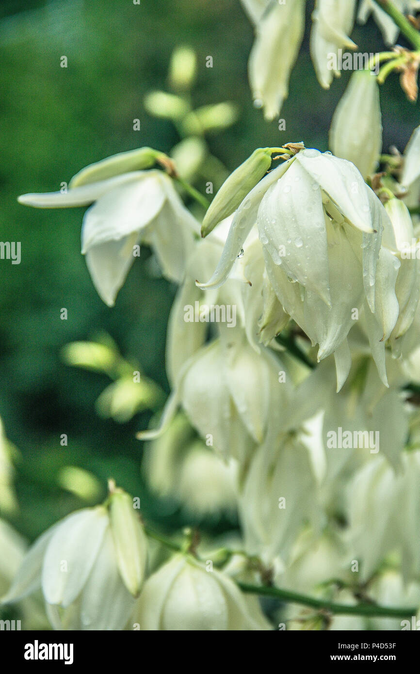 My Garden flowers in May 2018. (Yucca filamentosa, Pelargonium, Mahonia ...