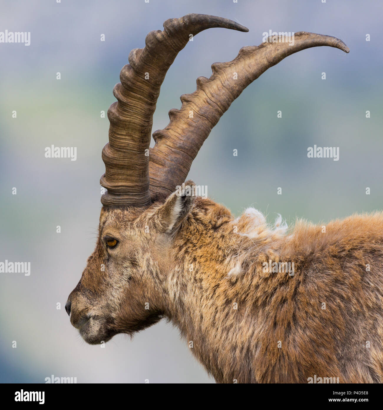 Ibex Horn High Resolution Stock Photography and Images - Alamy