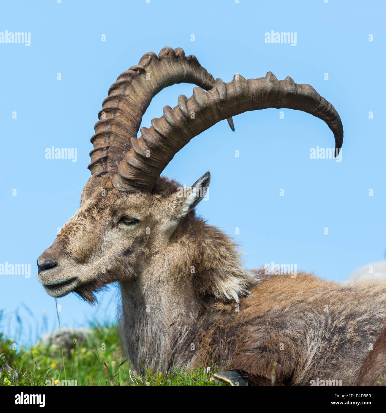 Ibex horn hi-res stock photography and images - Alamy