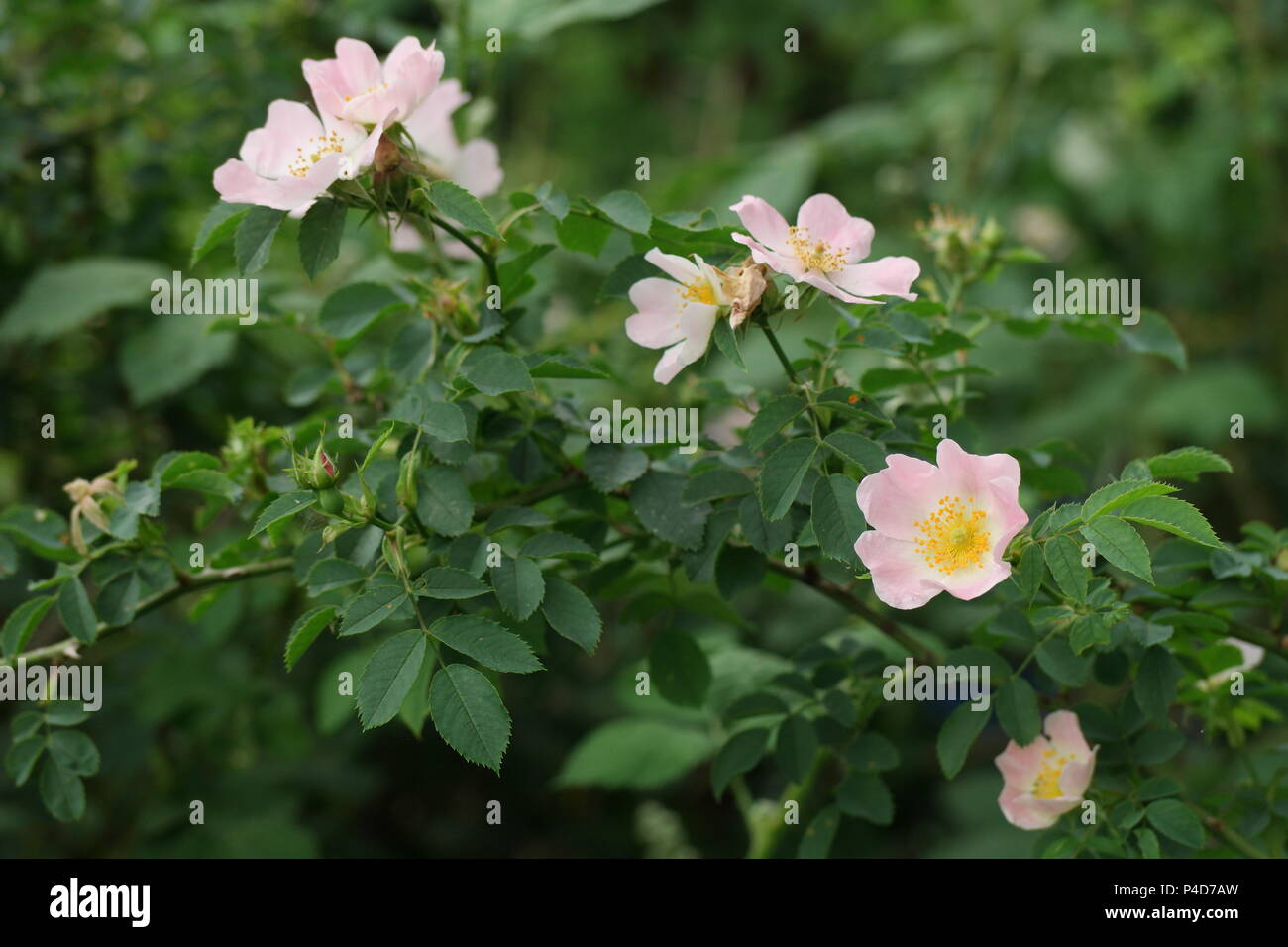 Rosa blatt hi-res stock photography and images - Alamy
