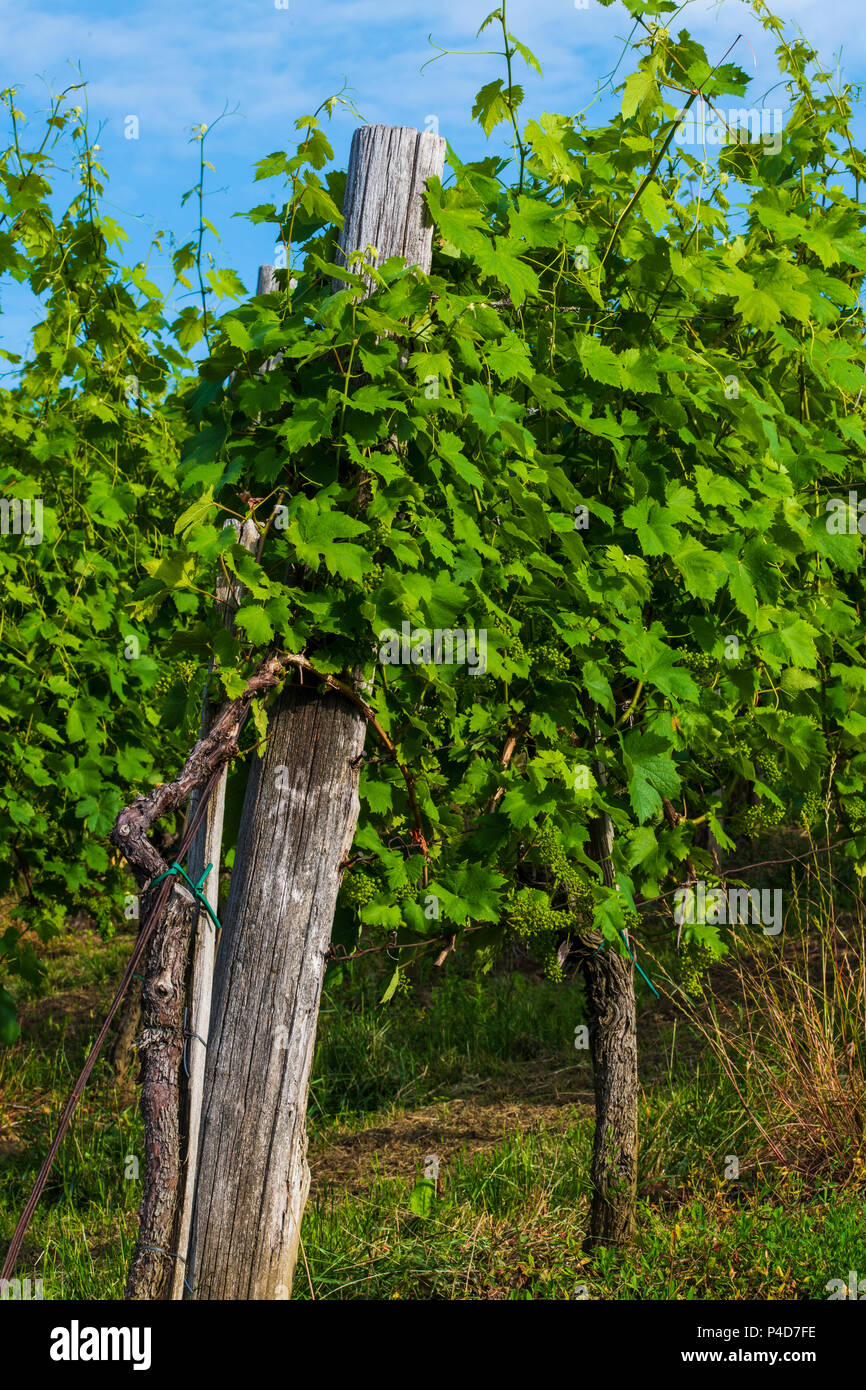 Vineyard in summer morning, grape vines planted in rows, Europe ...