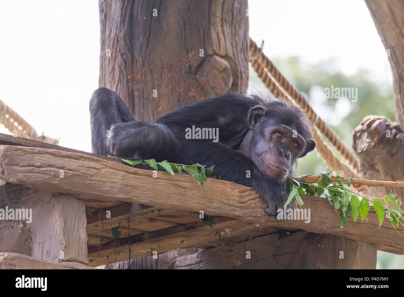 Small chimpanzee monkey relax on the tree Stock Photo - Alamy
