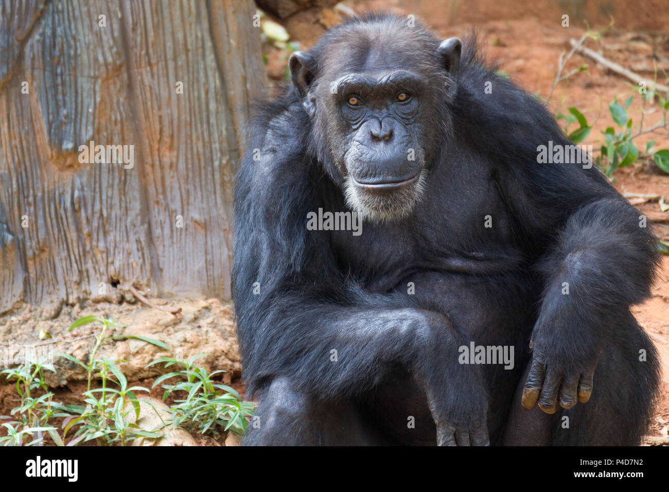 Portrait is giant chimpanzee monkey sitting in the jungle Stock Photo ...