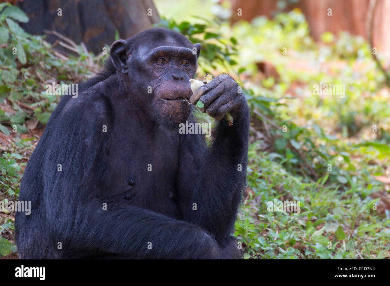 Giant chimpanzee monkey eating banana in the forest Stock Photo - Alamy