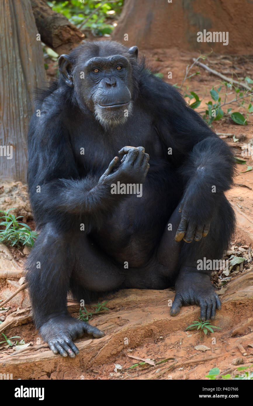 Giant chimpanzee monkey sitting in the forest Stock Photo - Alamy