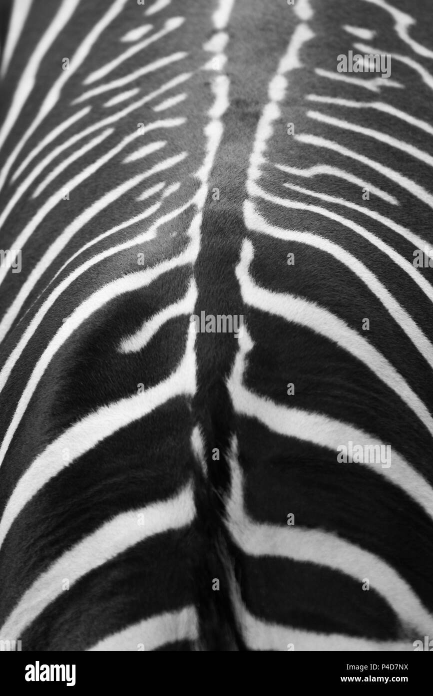 Fabric striped texture vertical Black and White Stock Photos & Images ...