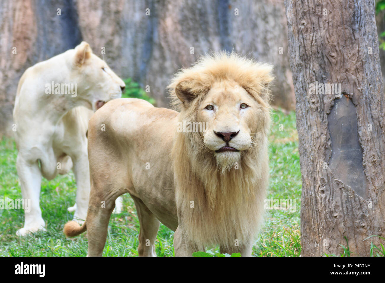 Thin male lion hi-res stock photography and images - Alamy