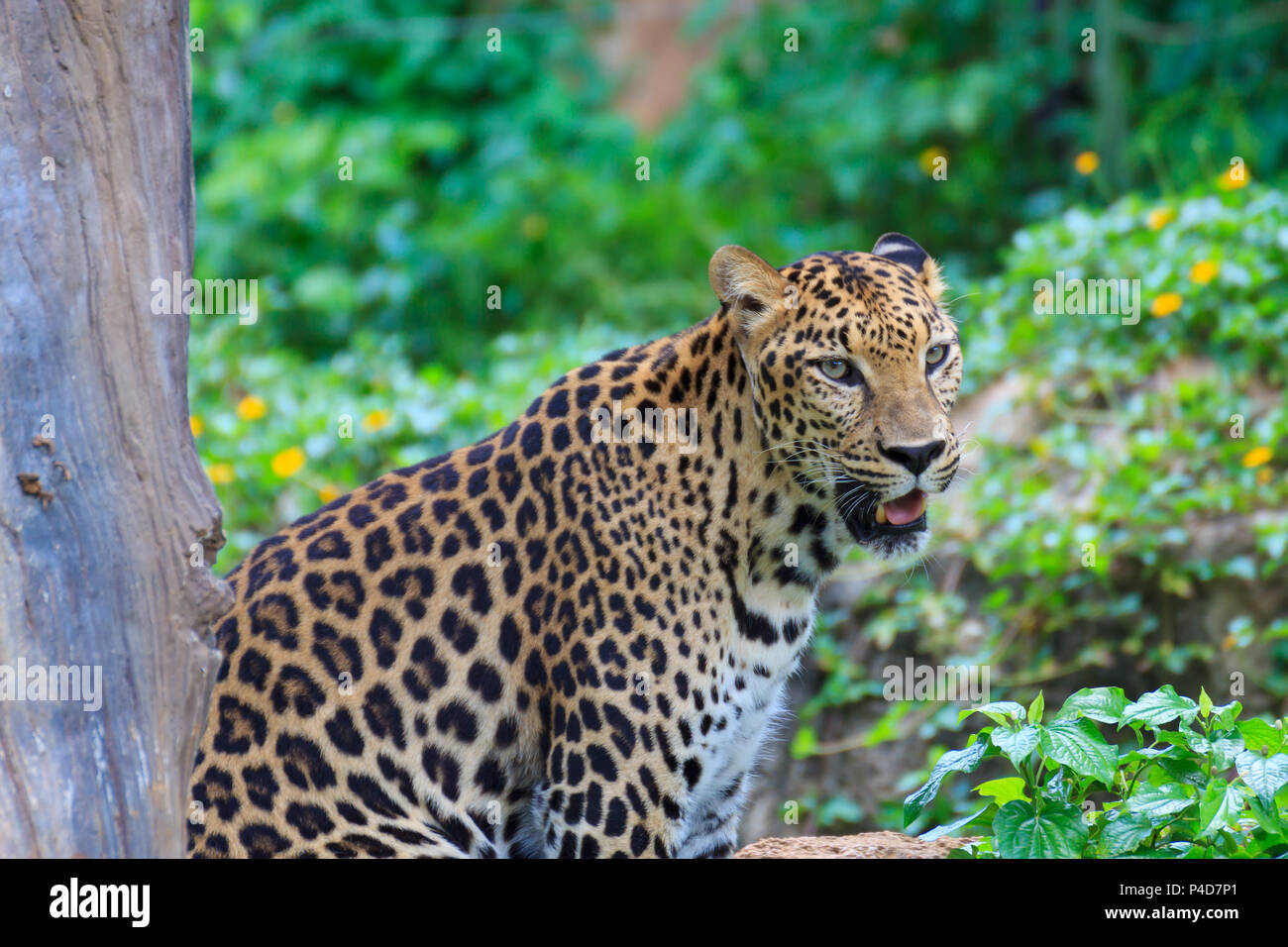 A beautiful jaguar tiger siting in the nature Stock Photo - Alamy